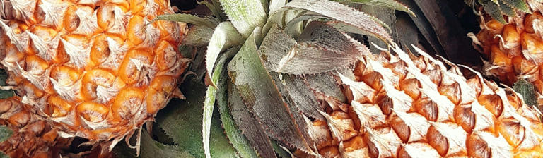 When pineapples were the most expensive fruit in the world