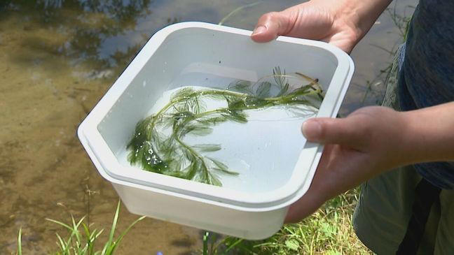 Invasive plant species continues to grow in some of Maine's lakes, rivers