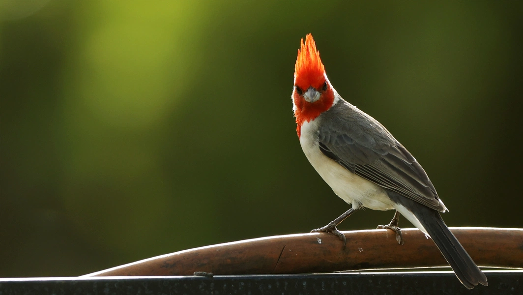 Cardinal guides and citizen science boost bird monitoring