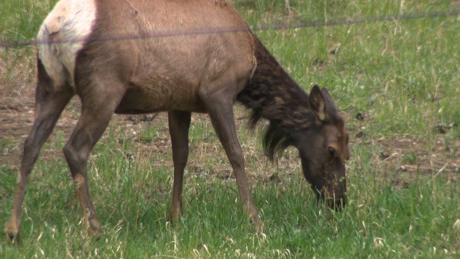 ‘Thought we might die’: Mother shares terrifying elk encounter