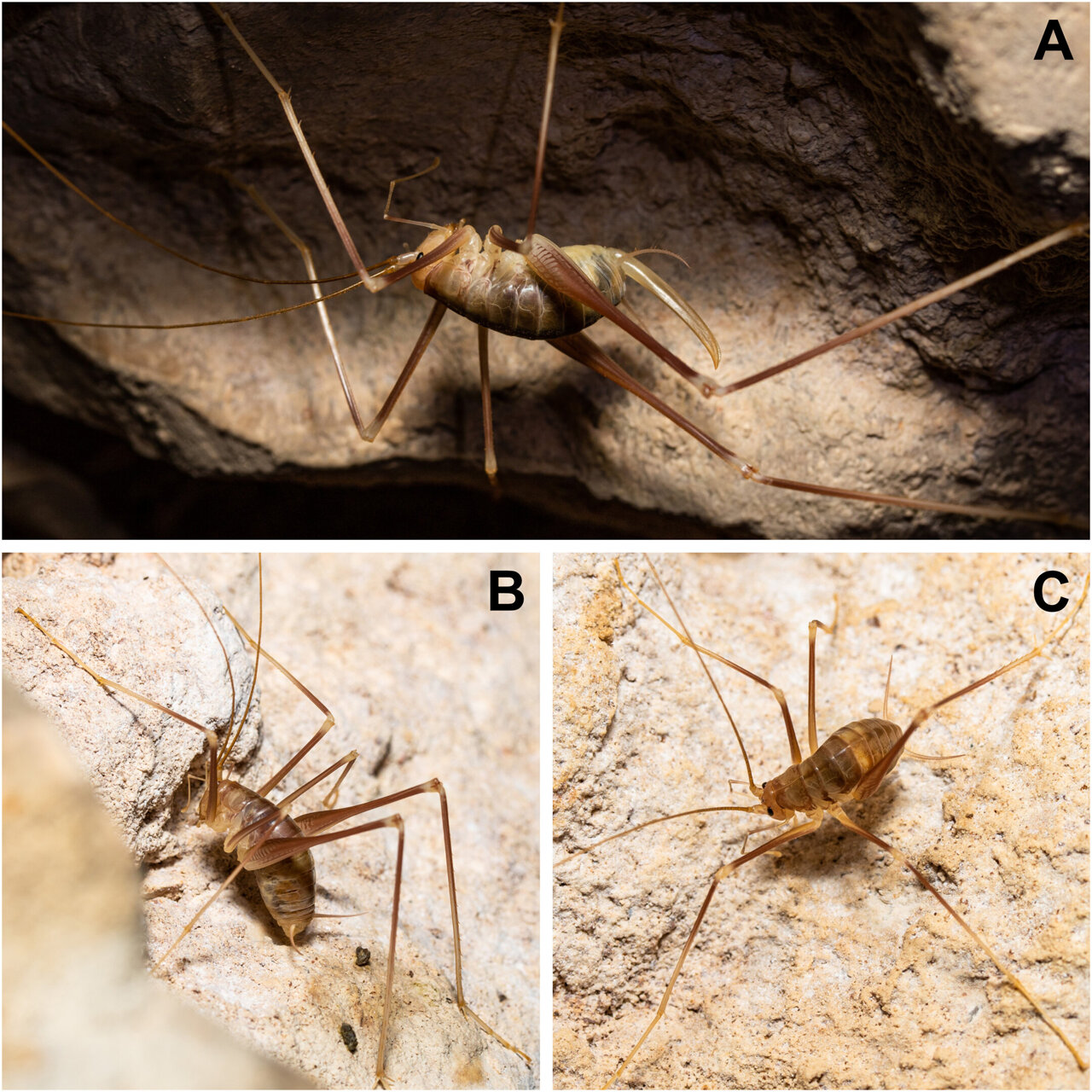 A 'Balrog' in the tunnels: Scientists discover a new cave cricket ...
