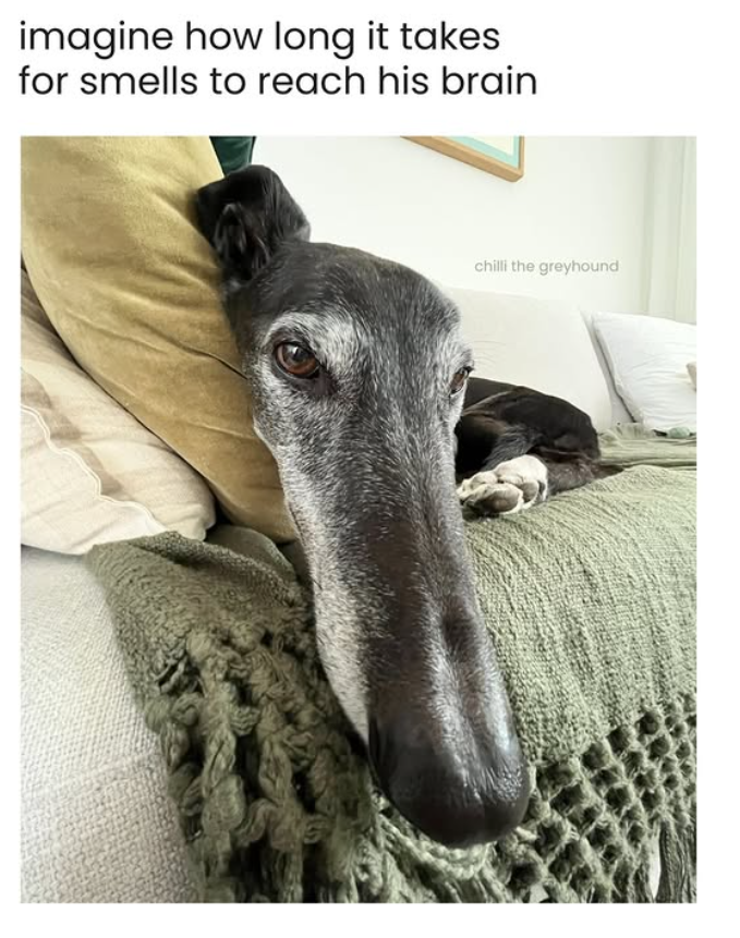 23 speed-boosted greyhound memes for lovers of long noses and curved ...
