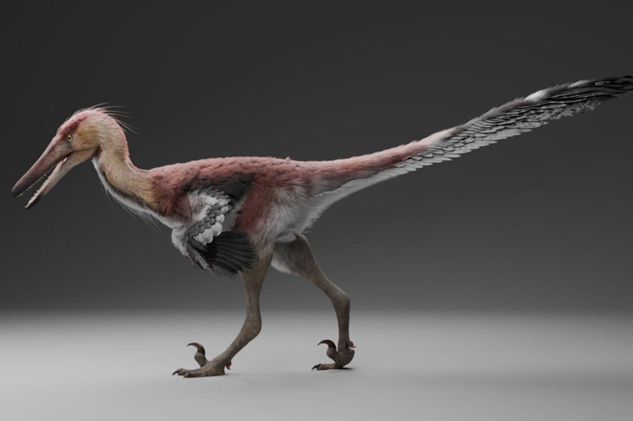 Heron-like, fish-eating dinosaur from 70 million years ago discovered ...