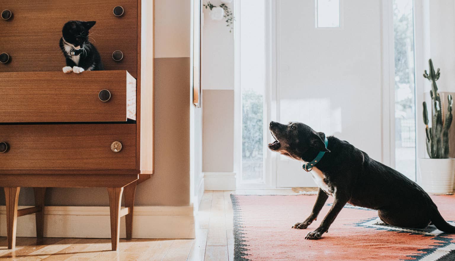 Watch a deaf dog's hilarious feud with his unfazed cat sibling on Instagram