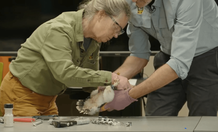 State officials band peregrine falcons nesting atop Harrisburg building