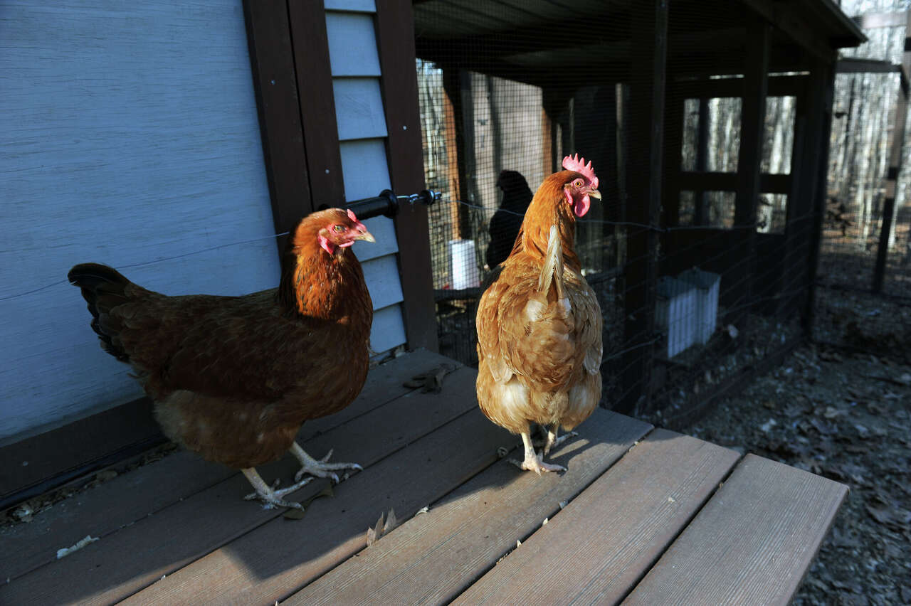 Waterbury woman wins fight to bring her backyard chickens home ...