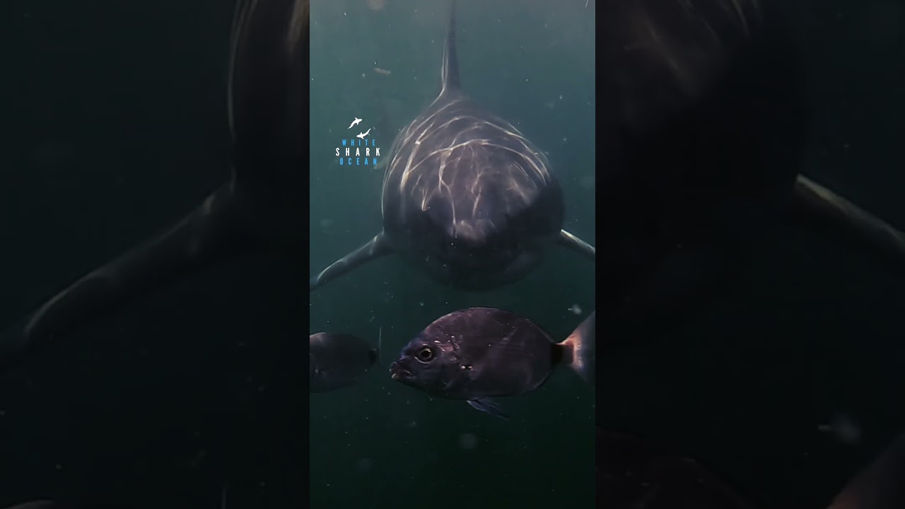 Great white shark approaches