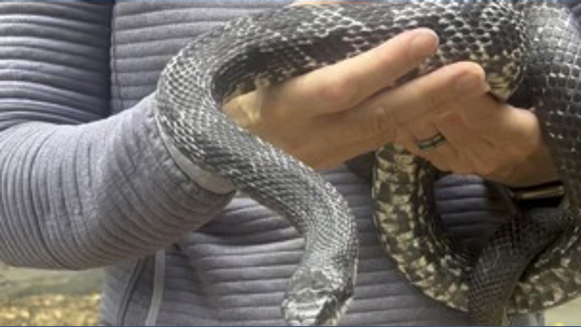 Meet Toby the rat snake