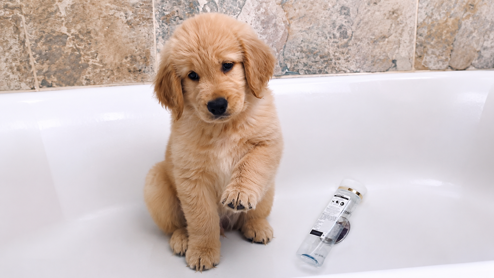 My puppy found the bath time enemy