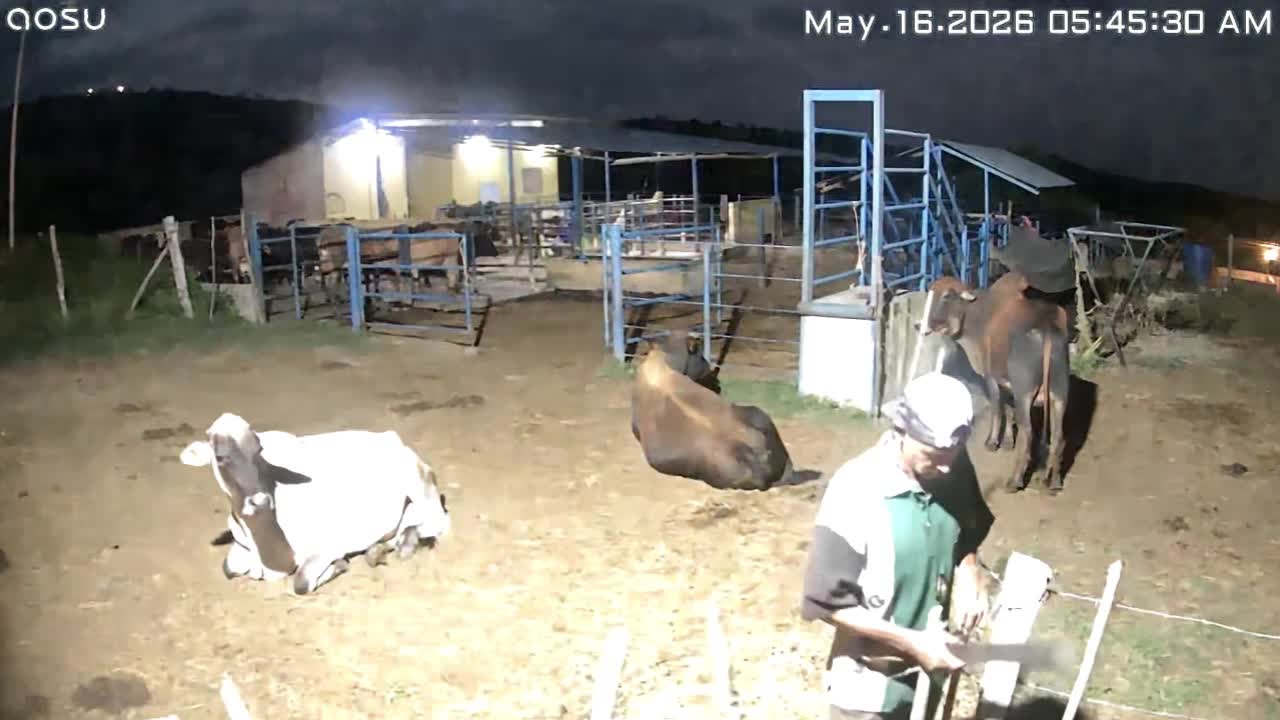 Bull attacks farm worker during early morning incident in Duaca, Lara ...