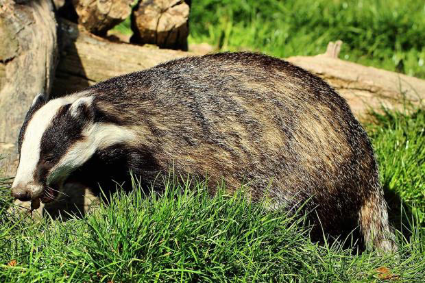 Major wildlife charity calls for new government to end badger cull ...
