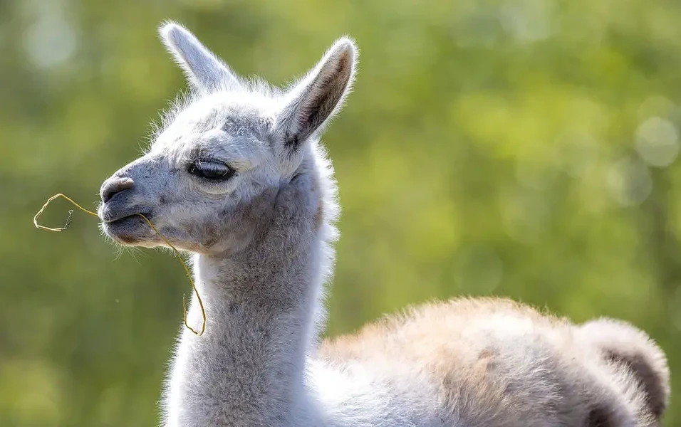 Charles Spencer names newborn alpaca after wedding location
