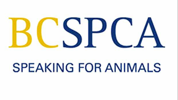 Dawson Creek coucil defends decision to cut animal control services ...