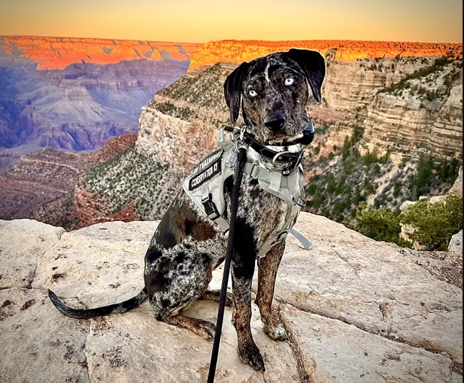 Meet Blue! Grand Canyon National Park launches K-9 pilot project to ...