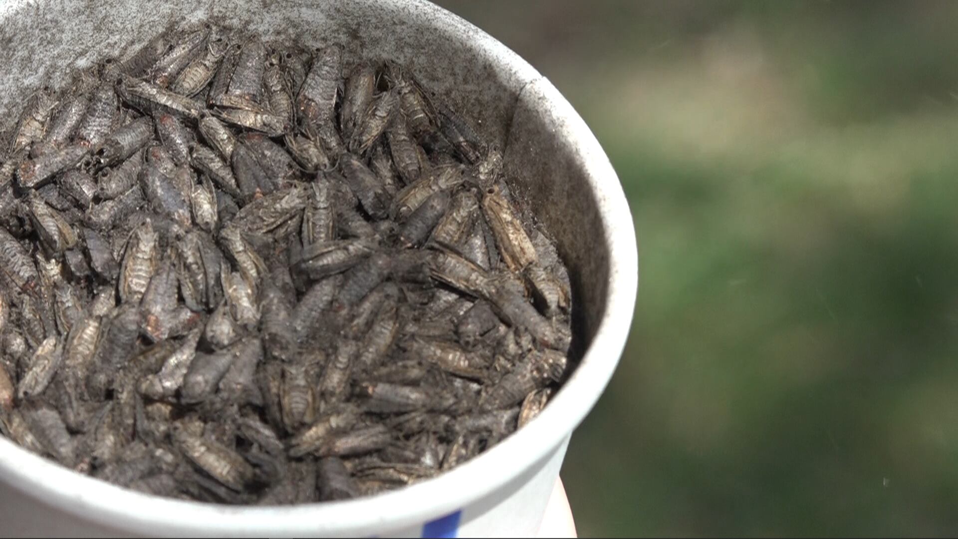 Magic Valley study tests sterile moth releases to combat crop pest