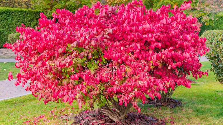 How to take care of a burning bush plant
