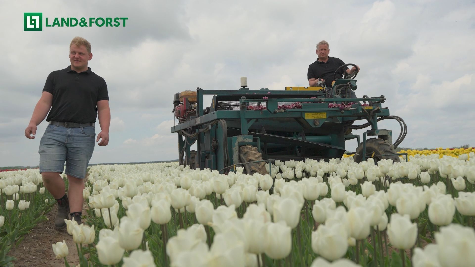 Warum Tulpen geköpft werden: Ein Hofnachfolger erklärt den Anbau