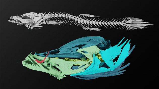 New eyeless cavefish discovered in the Southeast challenges idea that ...