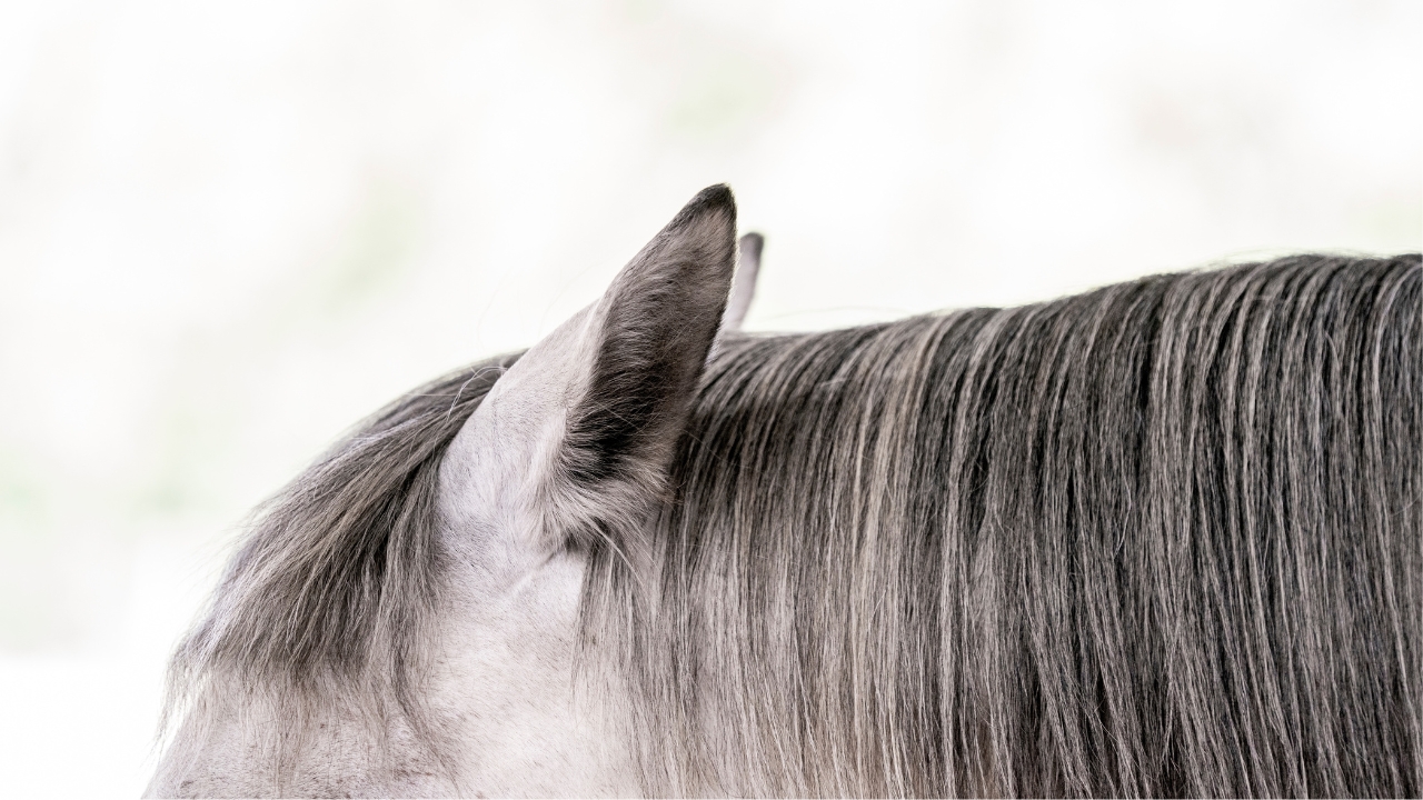10 signs something’s off with your horse (that are easy to miss)