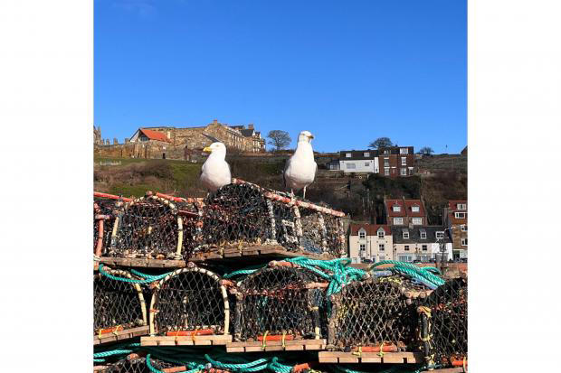 North Yorkshire Council unveils long-term plan to tackle gull problems
