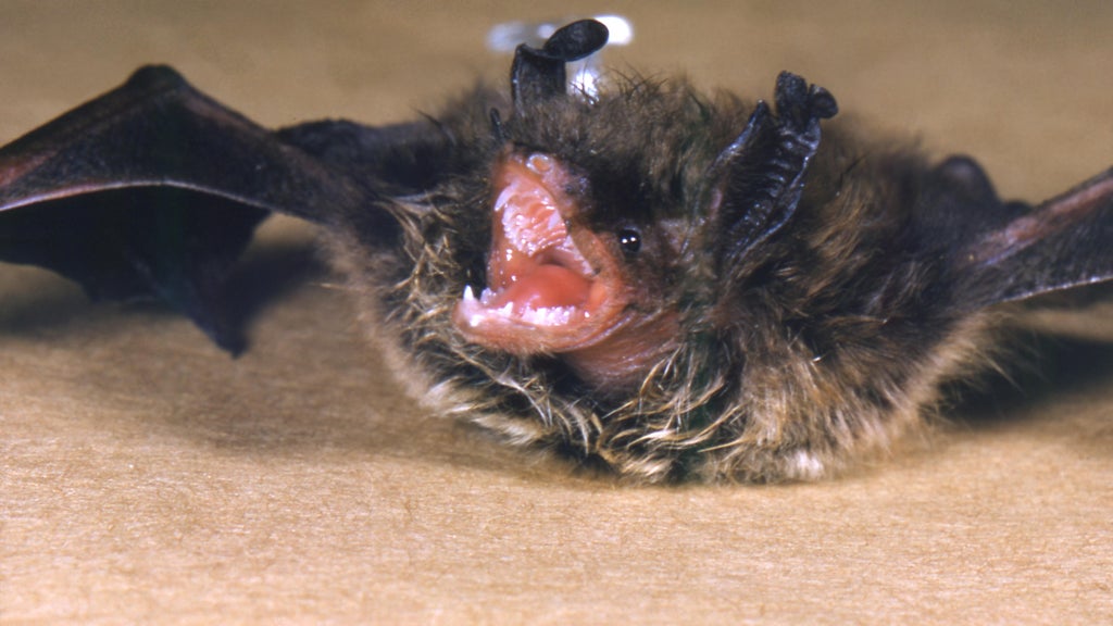 Bat found in Irvine Regional Park tests positive for rabies