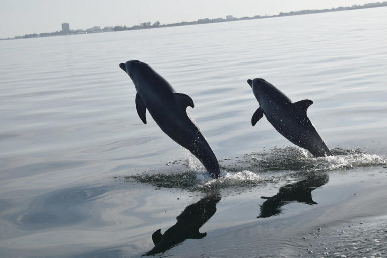 Human-linked foraging reshapes dolphin social networks in Florida over ...