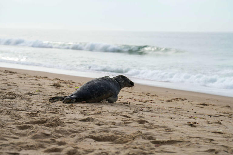 Mystic Aquarium releases Cannoli the gray seal at Rhode Island beach ...
