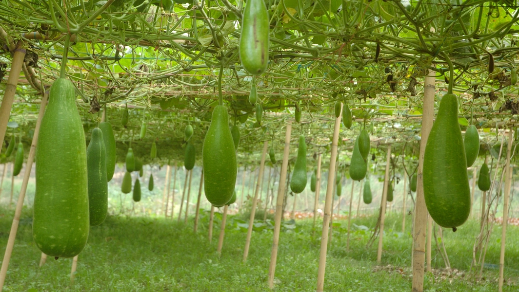 Bottle gourd recipes to fall in love with this summer