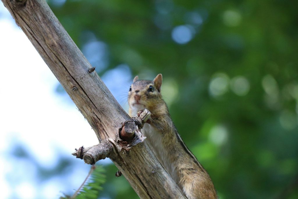 Natural smells that keep squirrels and chipmunks away from your yard