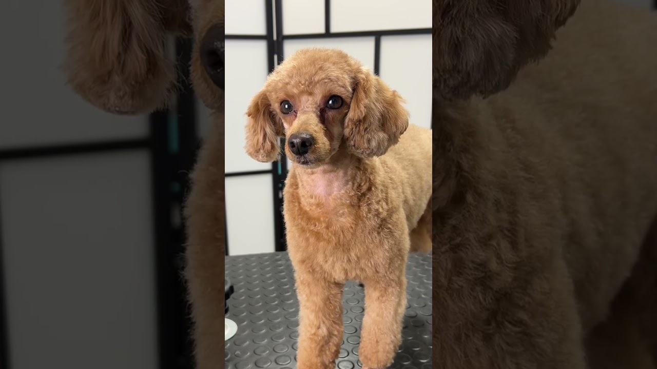Professional poodle grooming: Gentle facial trim with electric clippers