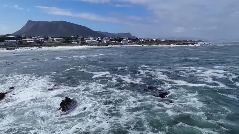 Why great white sharks are vanishing from South Africa's Cape coast