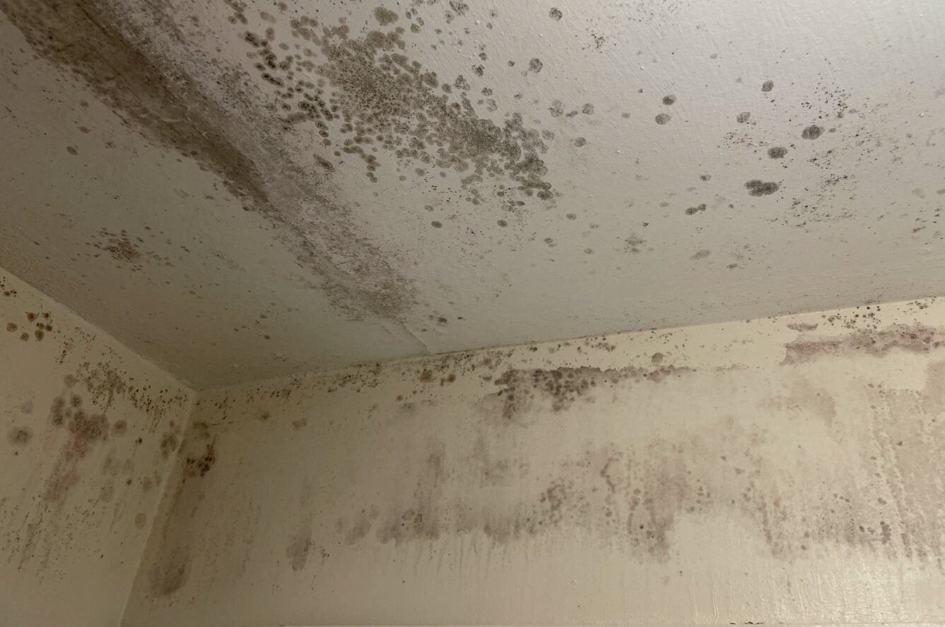 Experts discuss effects of mold in homes after heavy rain, tips for ...