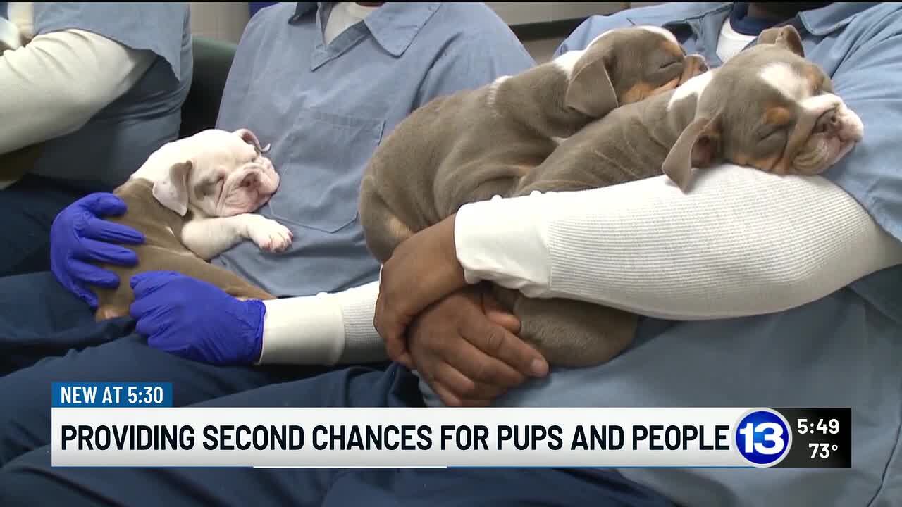 Toledo prison foster program provides second chances for dogs and inmates