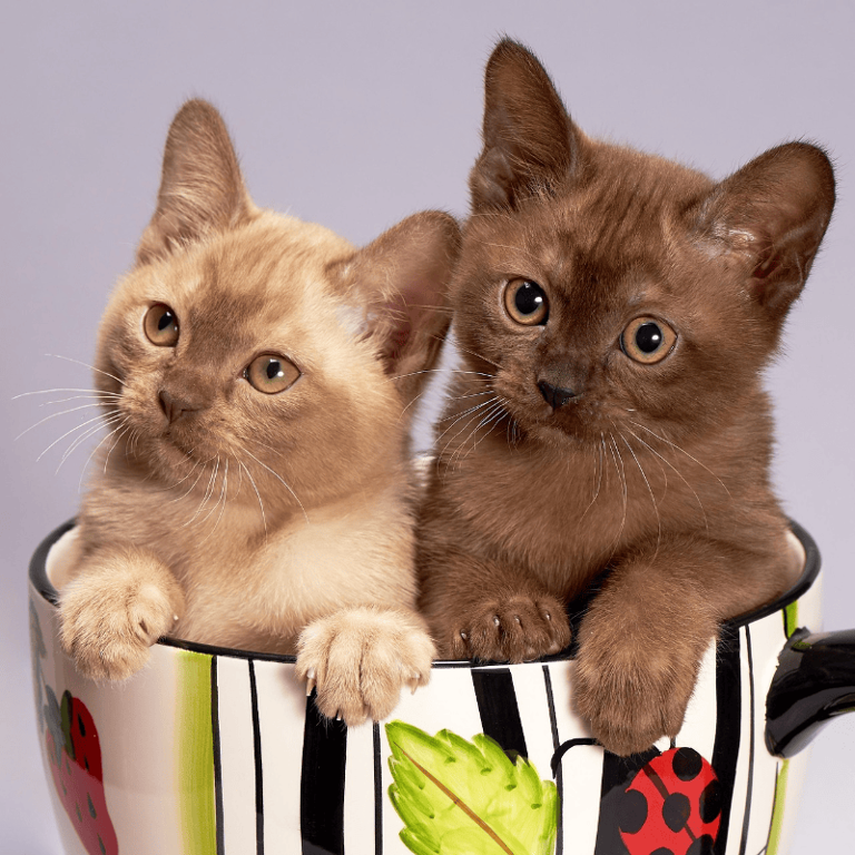 Would your cat forget you if you disappeared for months? A veterinarian ...