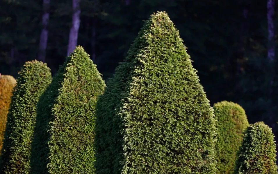 European garden designs gain popularity as Gainesville prices grow