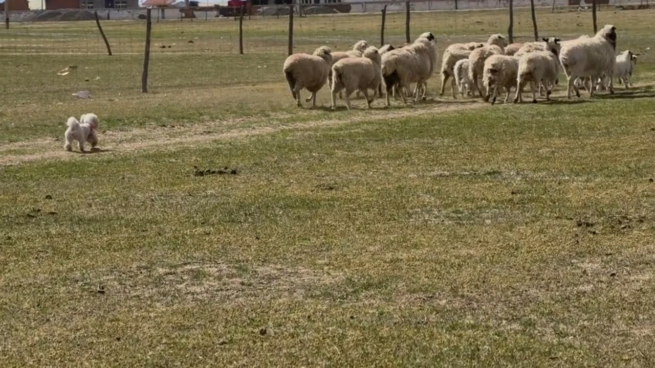 Tiny dog herds sheep in playful Beijing scene