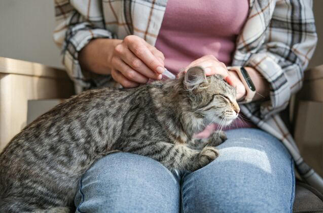 Signs your indoor cat has fleas (and how they got them)
