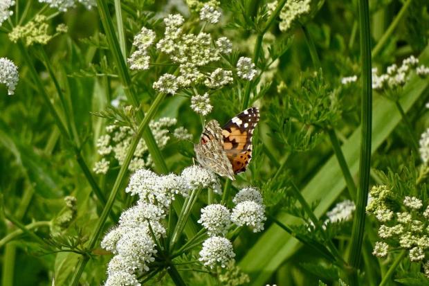 Four beautiful butterfly pictures from our camera club members