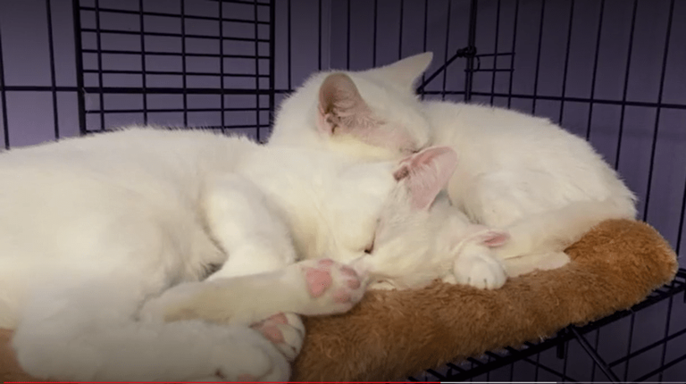 Amsterdam cat fostering organization reaches critical need