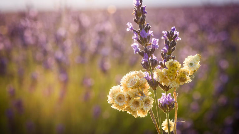 Los 5 trucos sencillos para que tu lavanda en maceta florezca más y ...