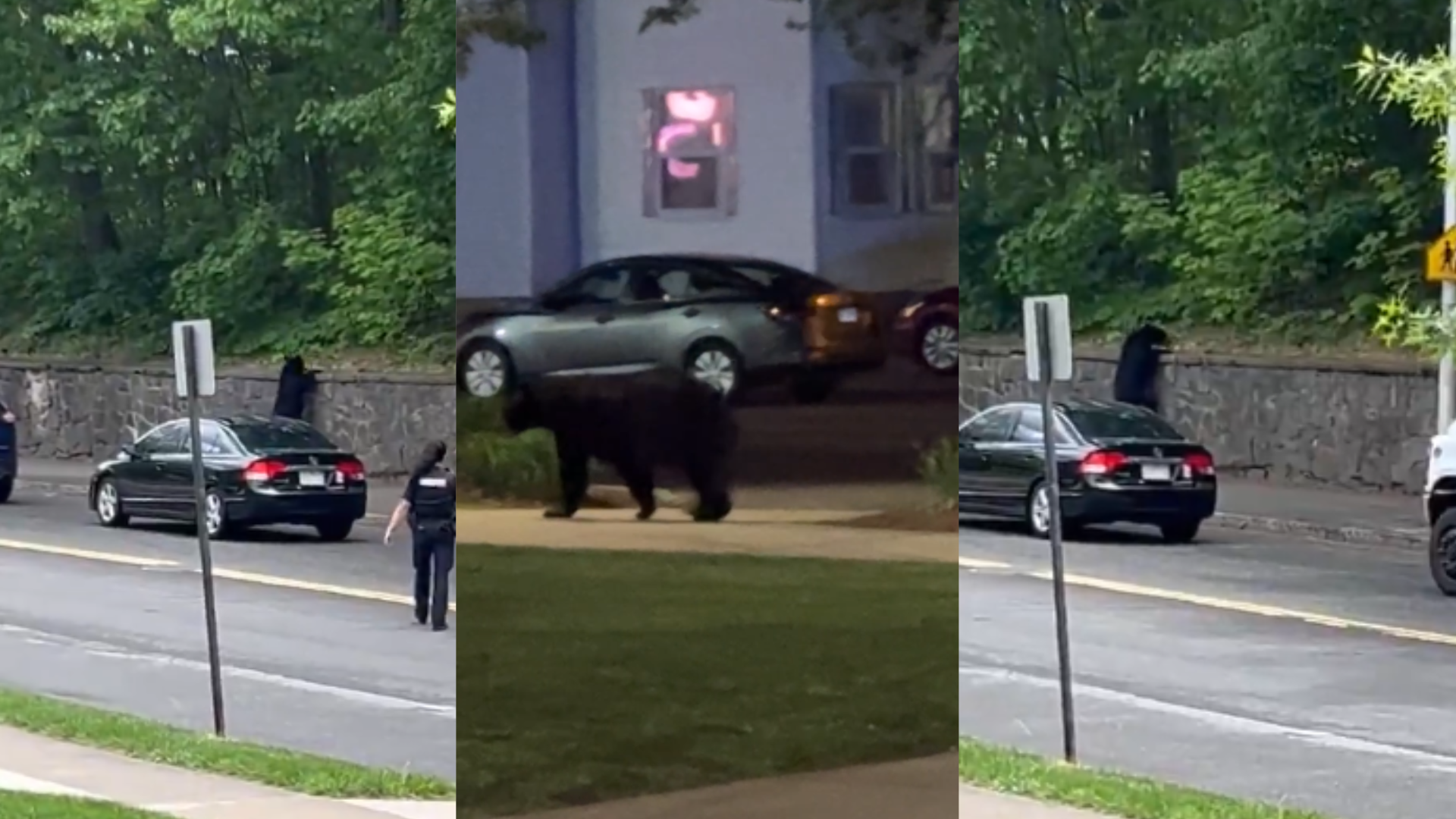 Black bear escapes into woods after video shows animal on Worcester streets