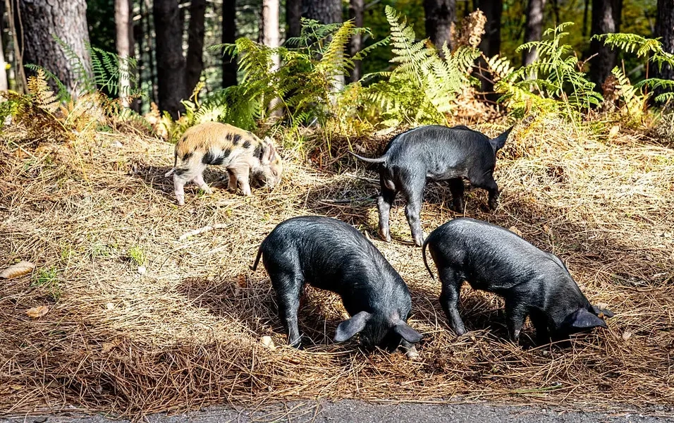 Study finds wild pigs may curb invasive plants in US forests