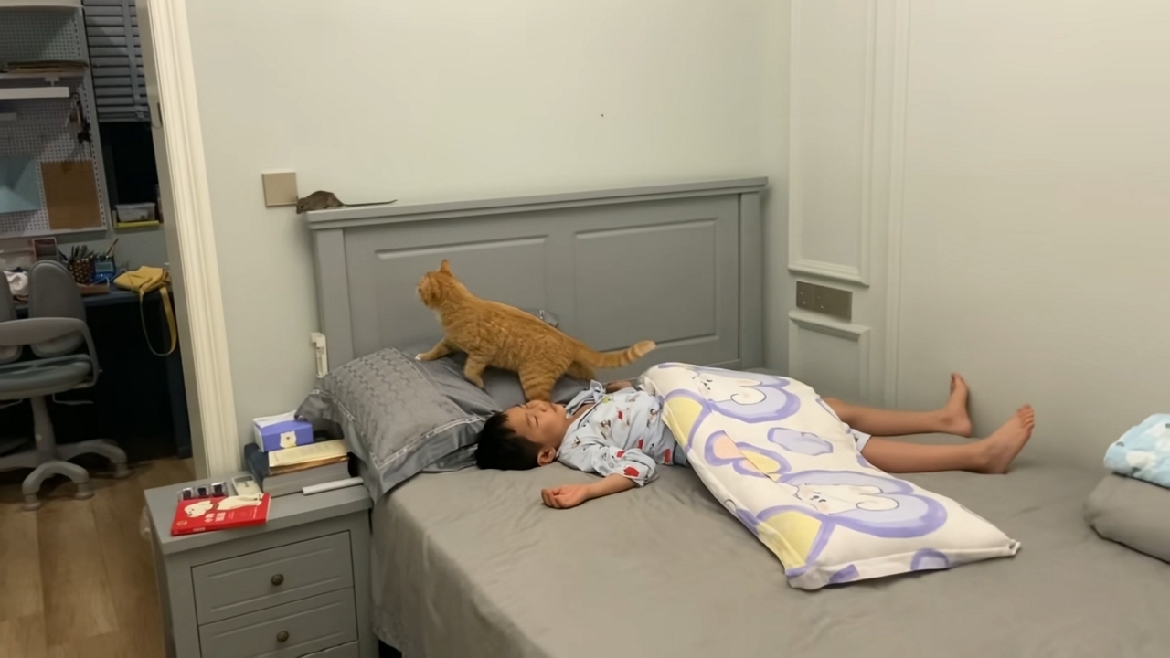 Epic cat vs. mouse chase inside a Zhejiang bedroom