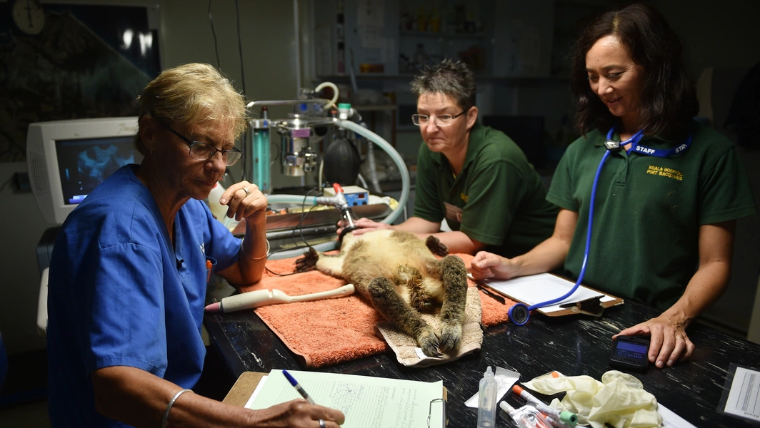 Koala sighting halts school project amid extinction fears
