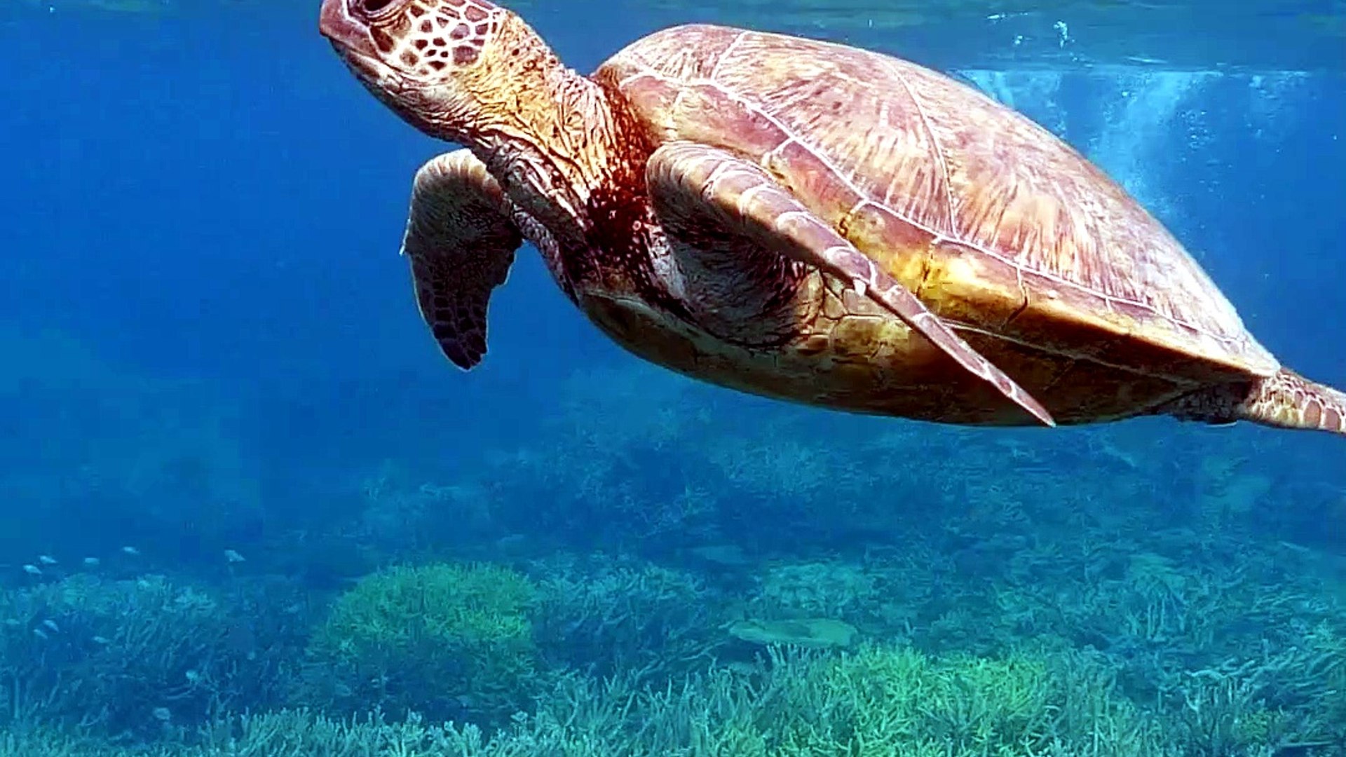 Climate change is turning an entire species of green turtles female