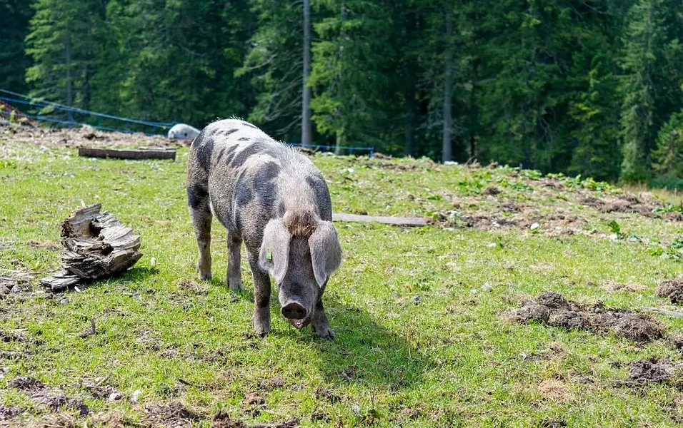 Study finds wild pigs curb invasive plants, deer boost them