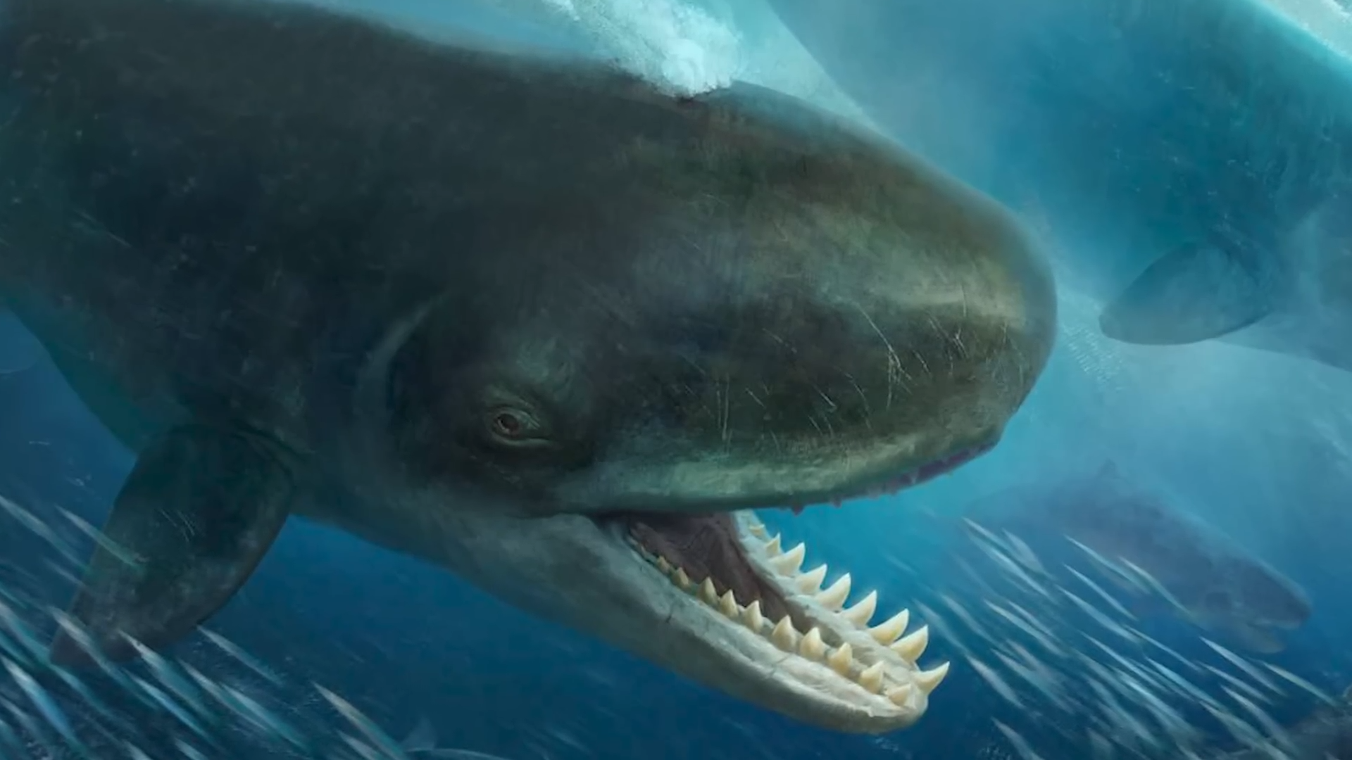 This extinct whale was one of the most dangerous predators ever discovered
