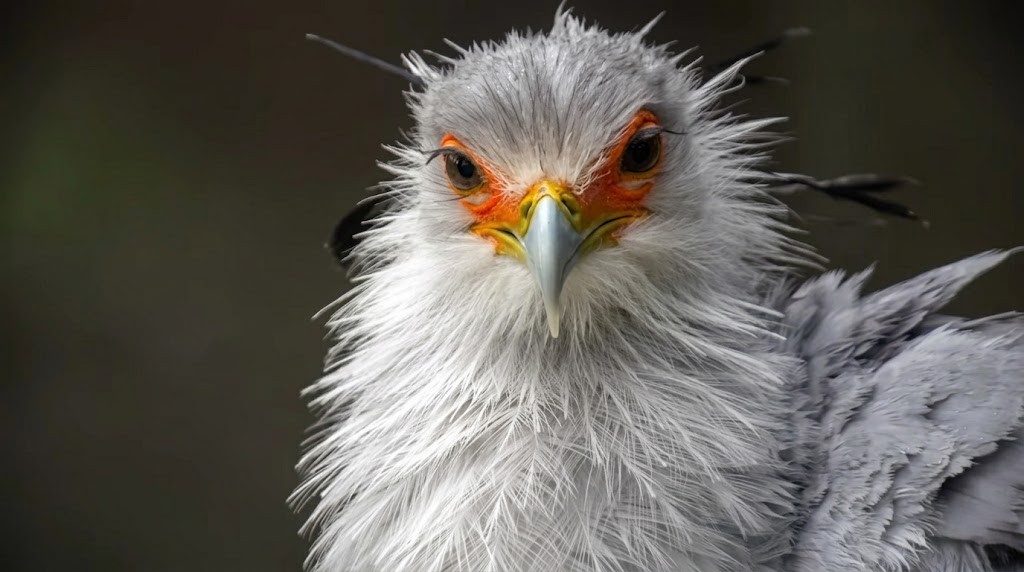Watch what happens when Africa’s deadliest bird kicks with the force of ...