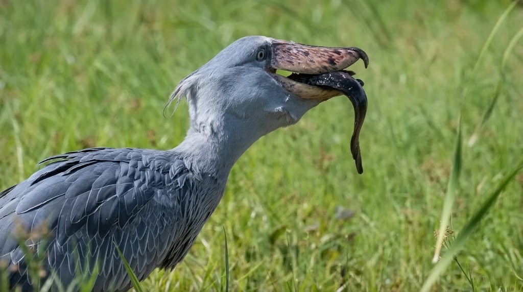 This bird sounds like a machine gun and hunts like a reptile