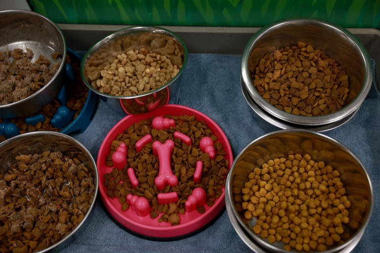 Nationwide dog food recall issued over possible plastic contamination